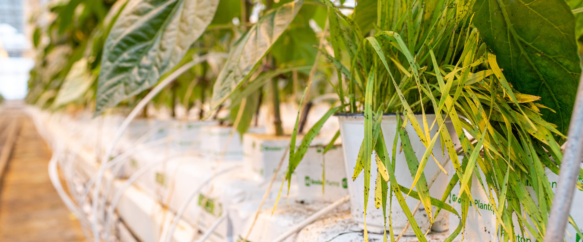 Biocontrols: How to control pests responsibly.