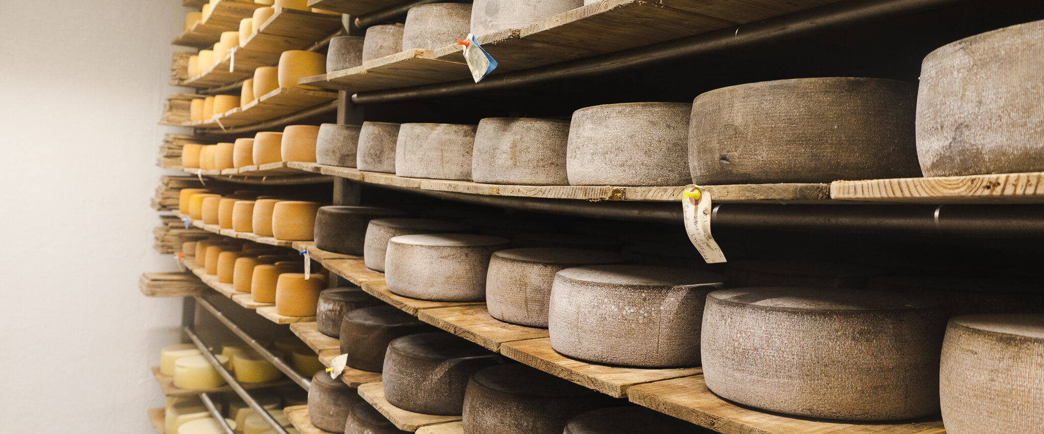 Sustainable cheesemaking from barn to ripening room.
