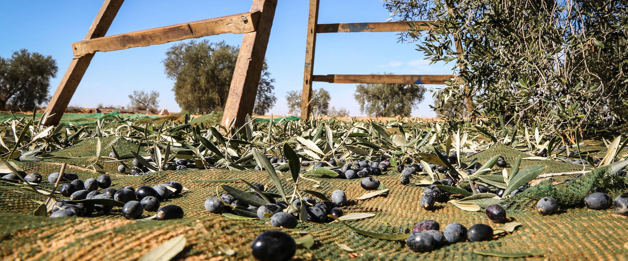Follow our new olive oil’s journey from the groves to our bottles.