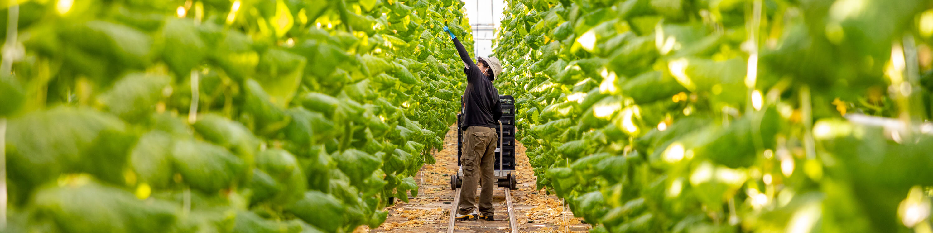 Choix de l'équipe - En vedette — Mardi 18 avril - Marché des Fermes Lufa