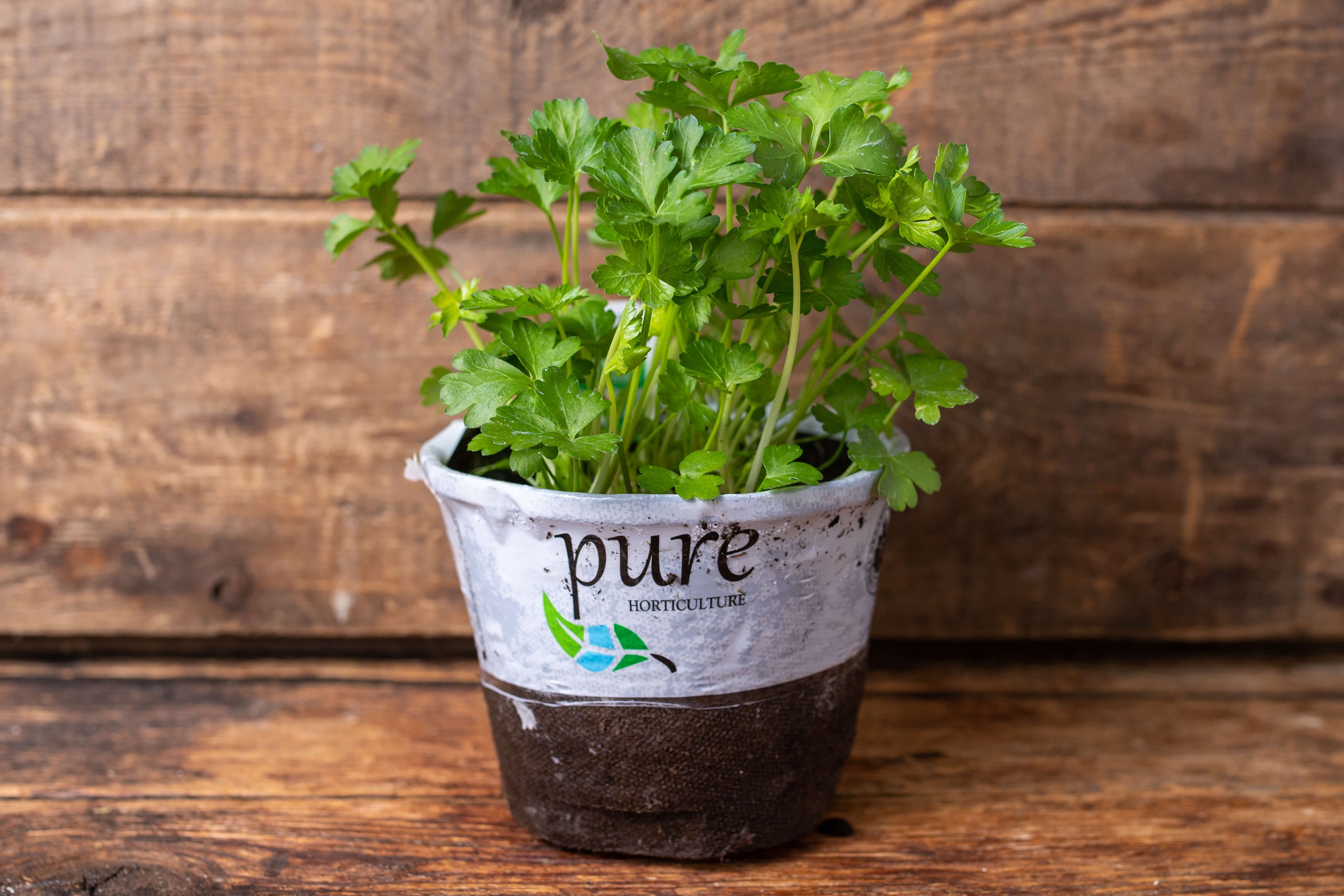 Flat Leaf Italian Parsley - Lufa Farms Marketplace