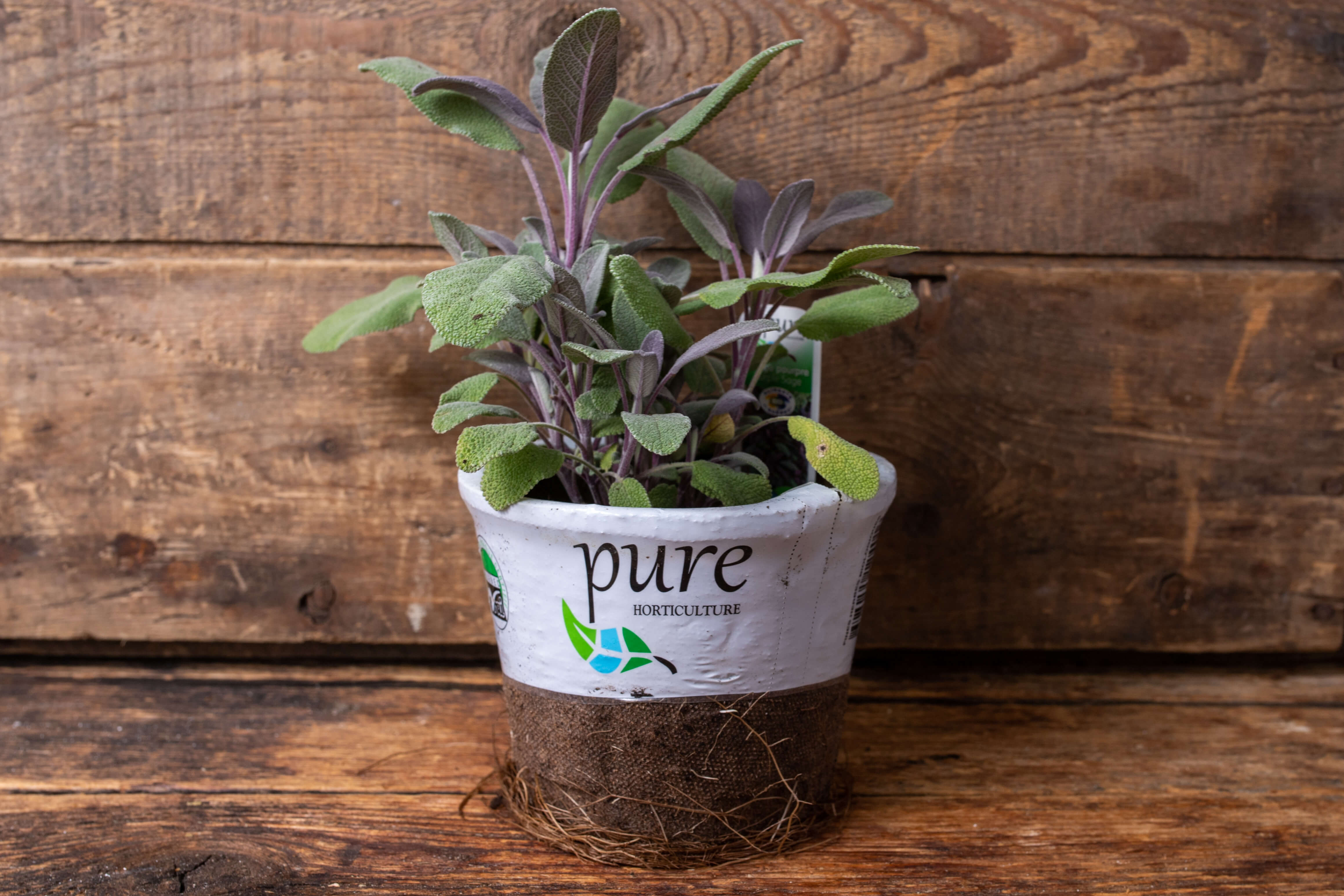 Purple Sage - Lufa Farms Marketplace