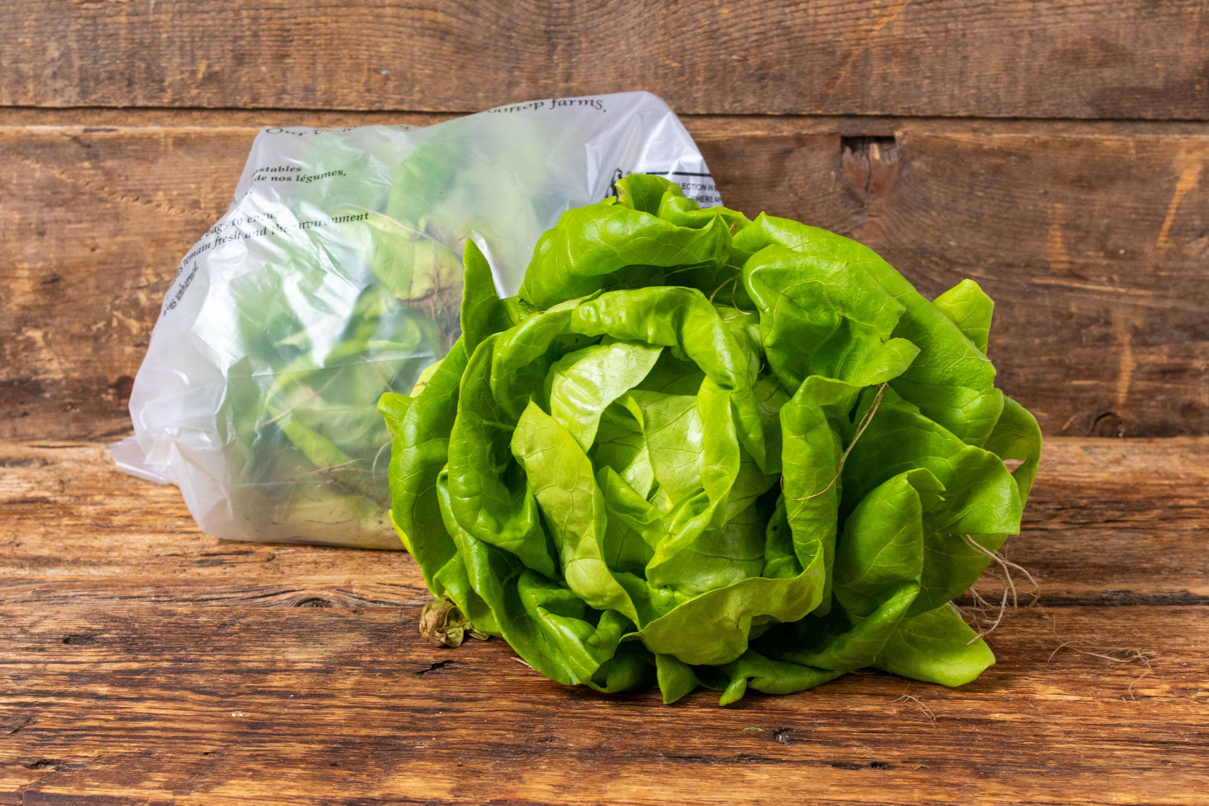 Laitue Boston Cecilia - Marché des Fermes Lufa