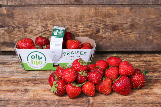Fraises des champs du Québec - Marché des Fermes Lufa