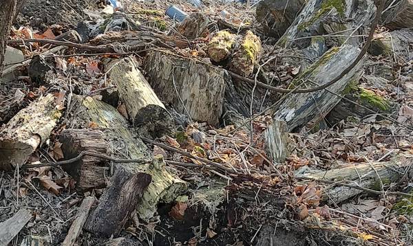 Free Scrap Wood Boards & Logs For Wood Furnace / Bon-Fires / Fire Pit ...