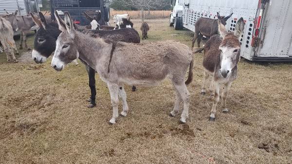 Donkey Donkeys mini Jennys, paint mammoth Jenny, geldings , jacks ...