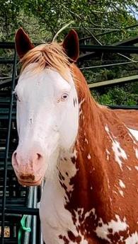 APHA BLACK OVERO STALLION AT STUD $500 | Garden Items For Sale ...