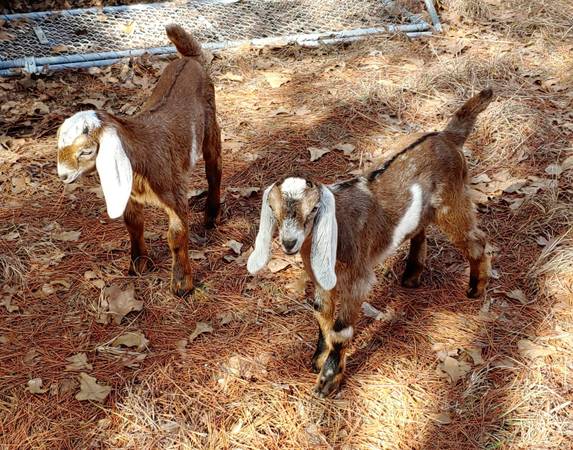 Kid goats, ADGA registerable bucklings - $125 (Rockdale / Caldwell ...