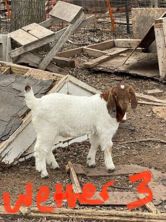 Show Goats/Wethers and Doe Kids - $500 (Pflugerville/Manor) ‹ image 1 ...