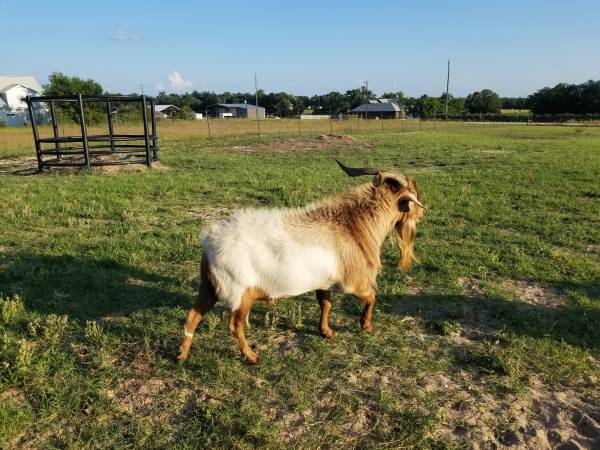 boer kiko cross, intact breeding male herd sire billy goat $300 ...