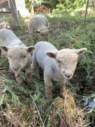 Babydoll Sheep - Registered Olde English Babydoll Southdown Lambs $400 ...