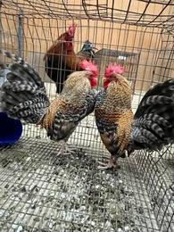 Bantam bantams kikirikis kikiriki azteca aztecas gallos | Garden Items ...
