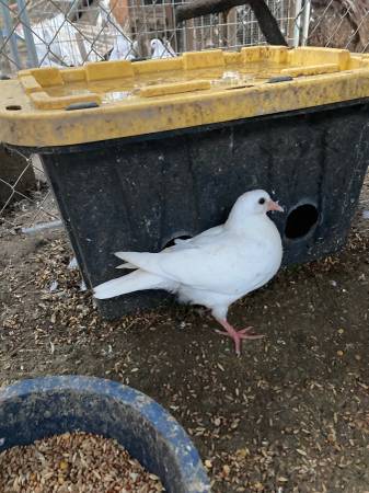 hubble utility pigeons specialty bred - $20 (bakersfield) ‹ image 1 of ...