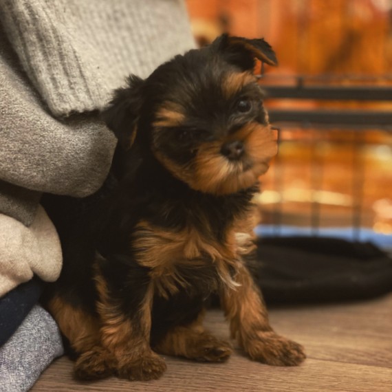 Cute 10 Weeks Old Yorkie Puppies | Puppies For Sale | Bakersfield, CA ...
