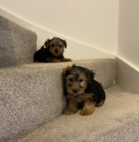 Cute 10 Weeks Old Yorkie Puppies | Puppies For Sale | Bakersfield, CA ...