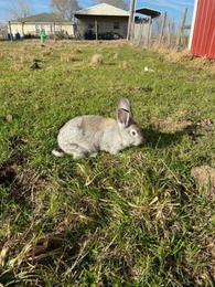 TAMUK rabbits - $30 (Dripping Springs) ‹ image 1 of 3 › (google map ...