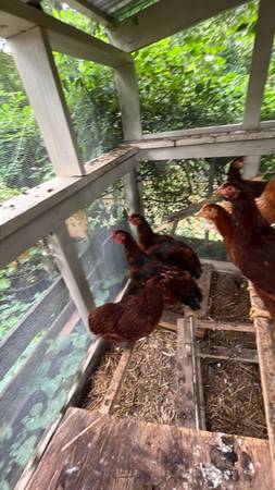 Rhode Island Red rooster | Garden Items For Sale | Birmingham, AL | Shoppok