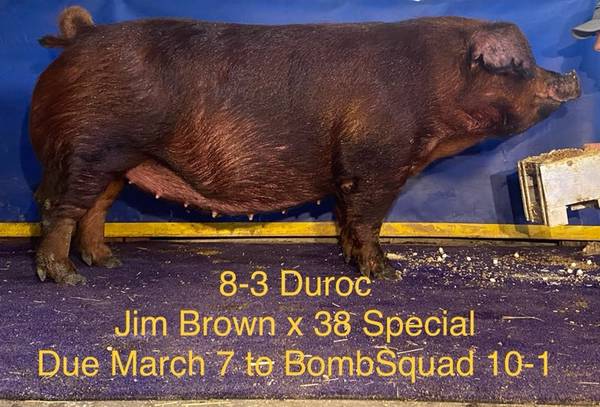 15 Bred Gilts Pures and Crosses - $1,000 (New Freedom, Pa.) ‹ image 1 ...