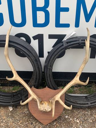 6 point elk rack - $300 (Bozeman) ‹ image 1 of 1 › 8481 lupine near ...