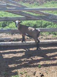 Registered, Purebred Nigerian Dwarf Goat Buck Kids $600 | Garden Items ...