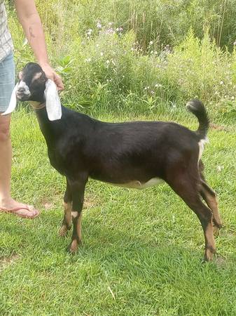 Beautiful Purebred Registered Nubian Buck Goats $250 | Garden Items For ...
