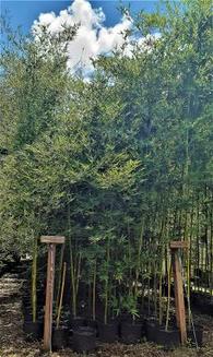 Seabreeze Bamboo Plants For Privacy Hedge, Windbreak, Shade, 7 Gallon ...