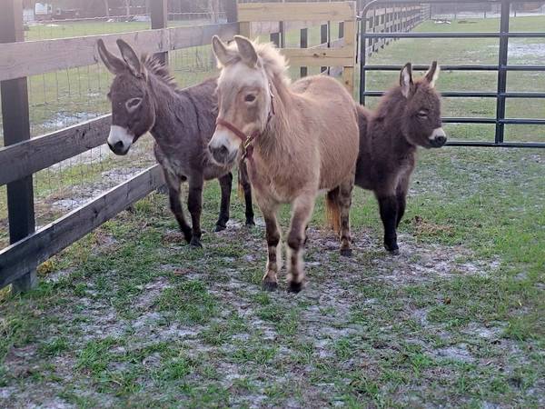Beautiful Mini Horses-Ponys-Baby Donkeys n more *Family Pets - $400 ...