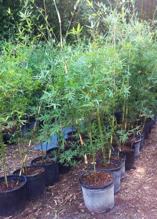 Seabreeze Bamboo Plants For Privacy Hedge, Windbreak, Shade, 7 Gallon ...