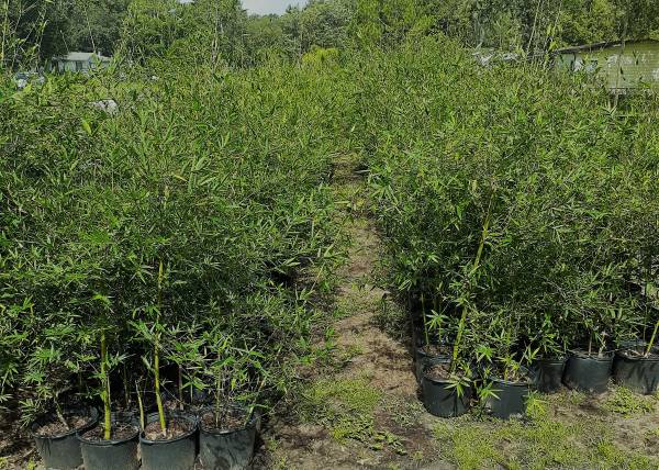 Seabreeze Bamboo Plants For Privacy Hedge, Windbreak, Shade, 7 Gallon ...