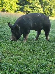 Duroc Berkshire pigs yorkshire blue butt duroc also chicks | Garden ...