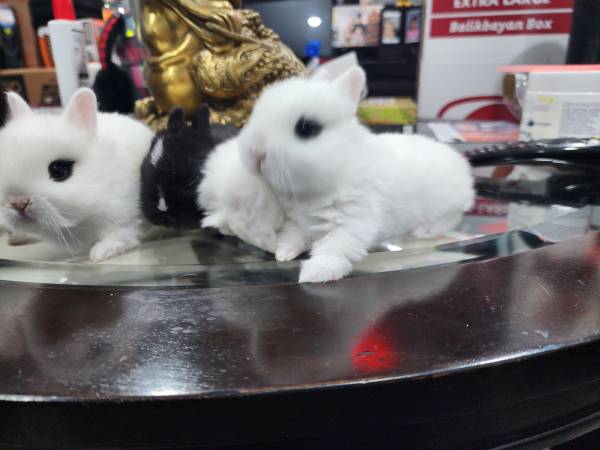 Dwarf Hotot Rabbit / Bunnies $85 | Garden Items For Sale | Chicago, IL ...