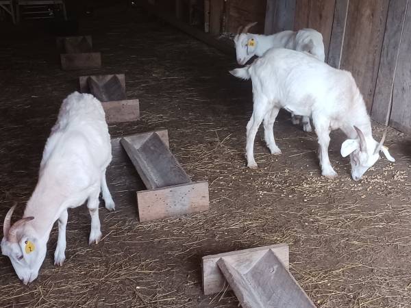 Kiko goats for sale | Garden Items For Sale | Chillicothe, OH | Shoppok
