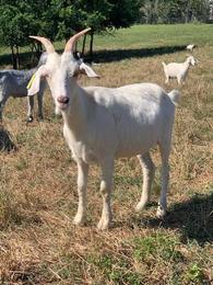Kiko, Spanish, Nigerian Goat Bucklings for sale $225 | Garden Items For ...