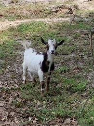 Nigerian Dwarf Billy $75 | Garden Items For Sale | Topeka, KS | Shoppok