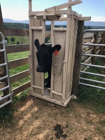 New C&B Automatic Cattle Head Gate w/Neck Access Doors Head Catch $850 ...
