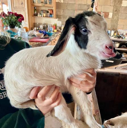 boer x nubian goat mom with doeling baby $500 | Garden Items For Sale ...
