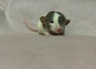 Dumbo Rats - For Sale - Shoppok