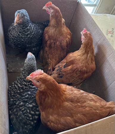 6 month old chickens for sale!!! $22 | Garden Items For Sale | Dallas ...