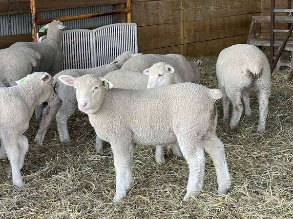 ILE DE FRANCE EWE LAMB AND RAM LAMBS EXCEPTIONAAL $300 | Garden Items ...