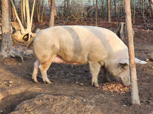 HOGS FOR SALE $350 | Garden Items For Sale | Eastern North Carolina, NC ...