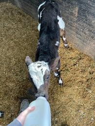 Bottle Calves - For Sale - Shoppok - Page 6