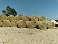 2023 Pensacola Tift 9 Bahia Grass Hay $50 | Garden Items For Sale ...
