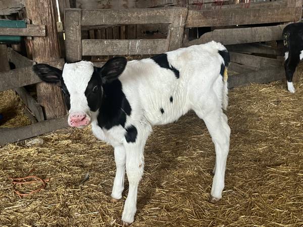 Holstein bottle calves $250 | Garden Items For Sale | Eastern Texas, TX ...