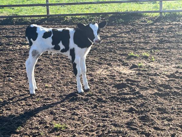 Holstein bottle calves $80 | Garden Items For Sale | Eastern Texas, TX ...