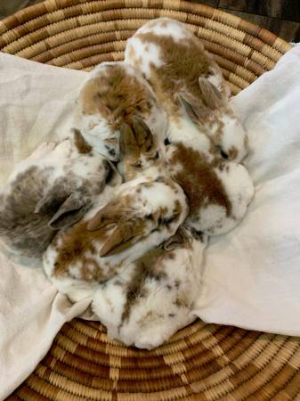 W&T Pedigreed Rex Rabbits & Tamuk Rabbit Kits Reserve Yours Now ...