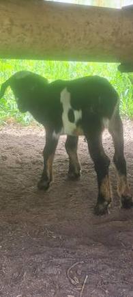 Alpine Nigerian dwarf cross $250 | Garden Items For Sale | Harrisburg ...