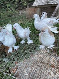 Rare Lahore Pigeons for Sale - Beautiful and Intelligent Birds $1 ...