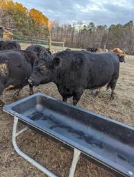 mini lowline angus bred cow $800 | Garden Items For Sale | Lexington ...