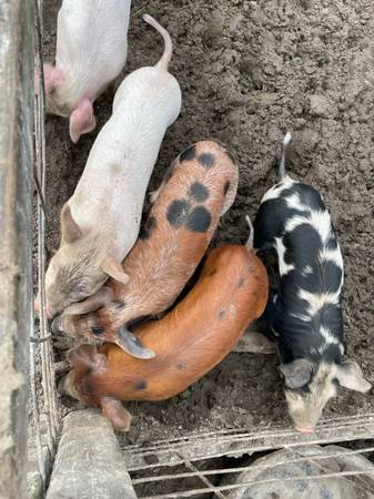 Durock/Yorkshire Pigs $125 | Garden Items For Sale | Gainesville, FL ...