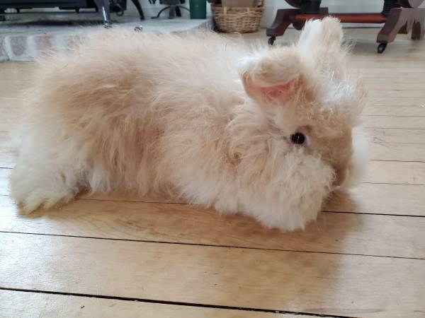 Male angora rabbit Vienna marked $150 | Garden Items For Sale | Green ...